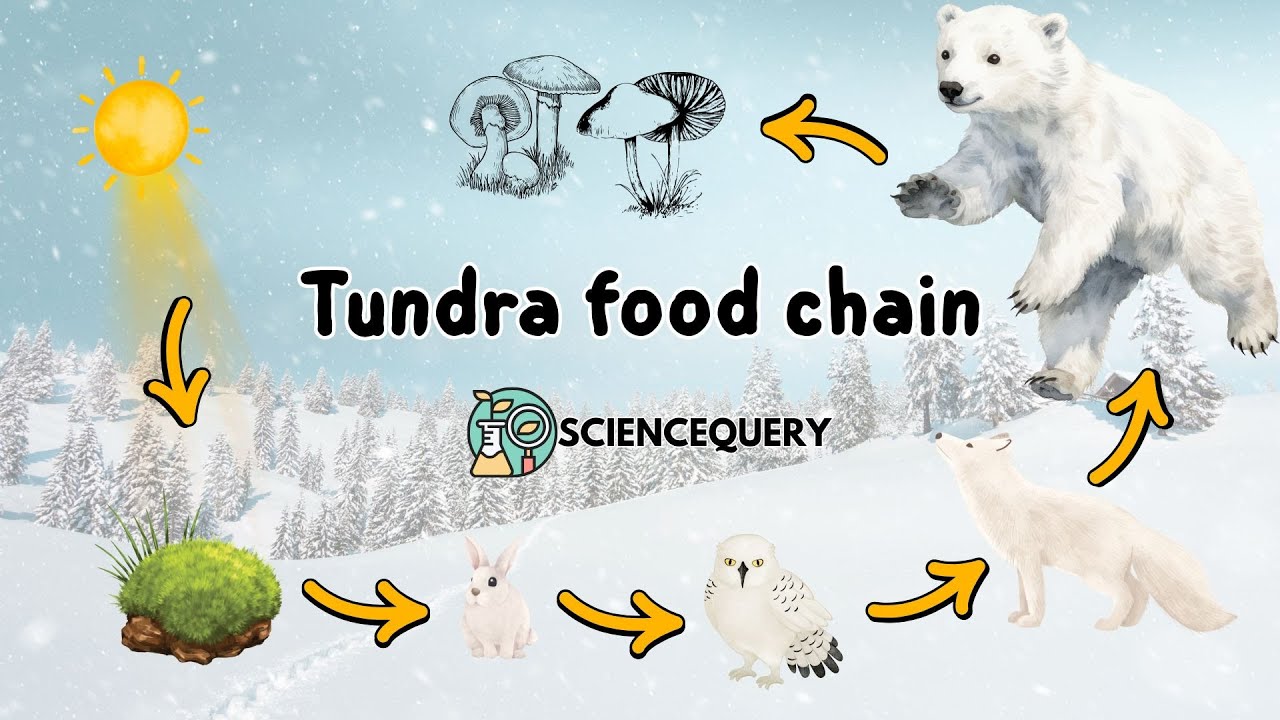 Tundra Biome food chain: Explained