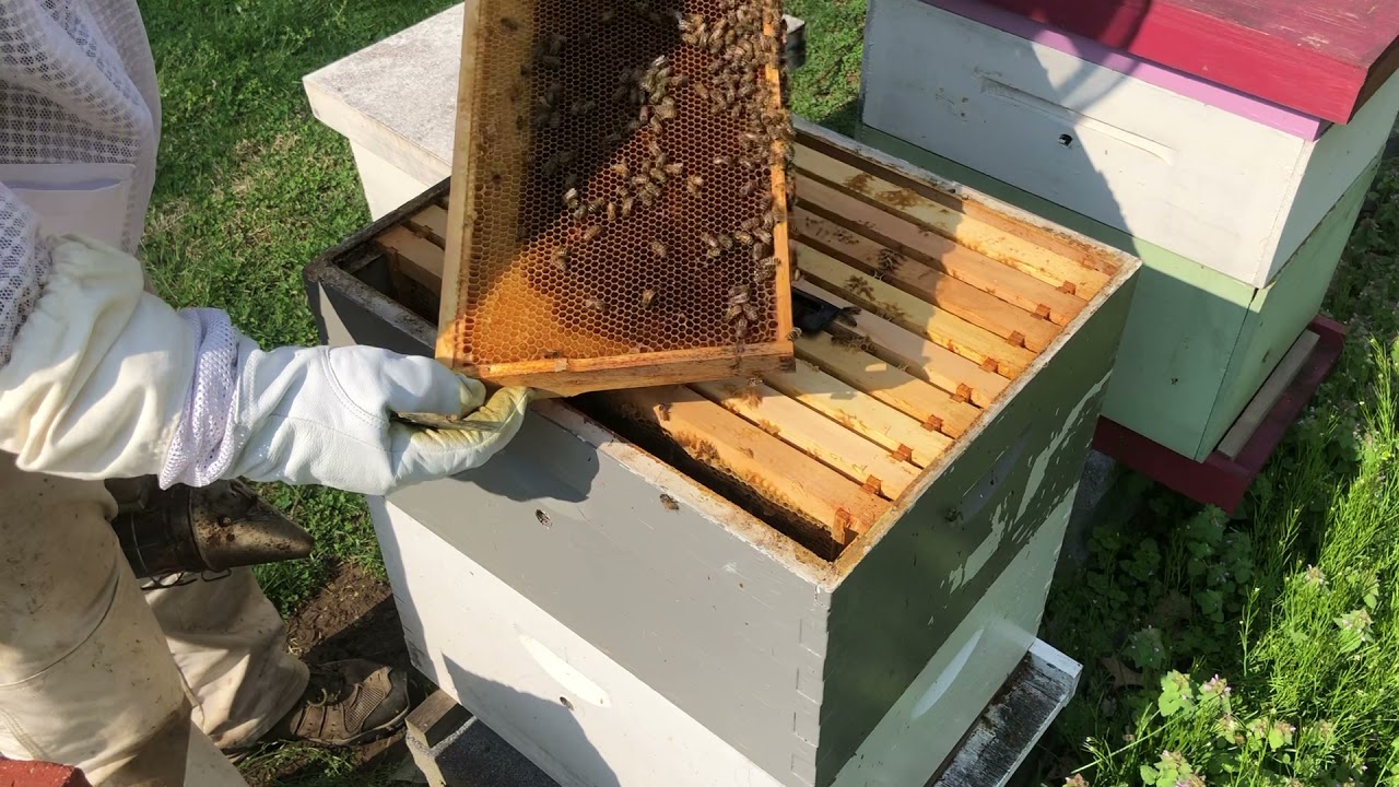 Massive Double Deep 10 Frame Beehive - Early Spring Build Up!