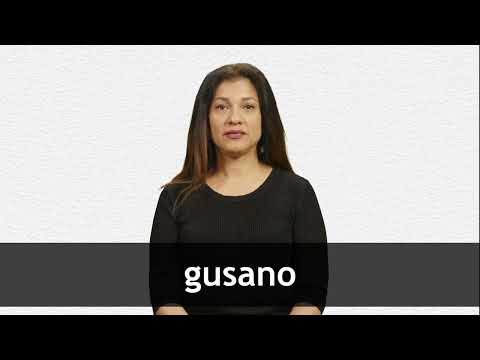 English Translation of “GUSANO” | Collins Spanish-English Dictionary