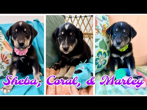 Dog for adoption - Sheba Mendiola, a Black Labrador Retriever & German ...