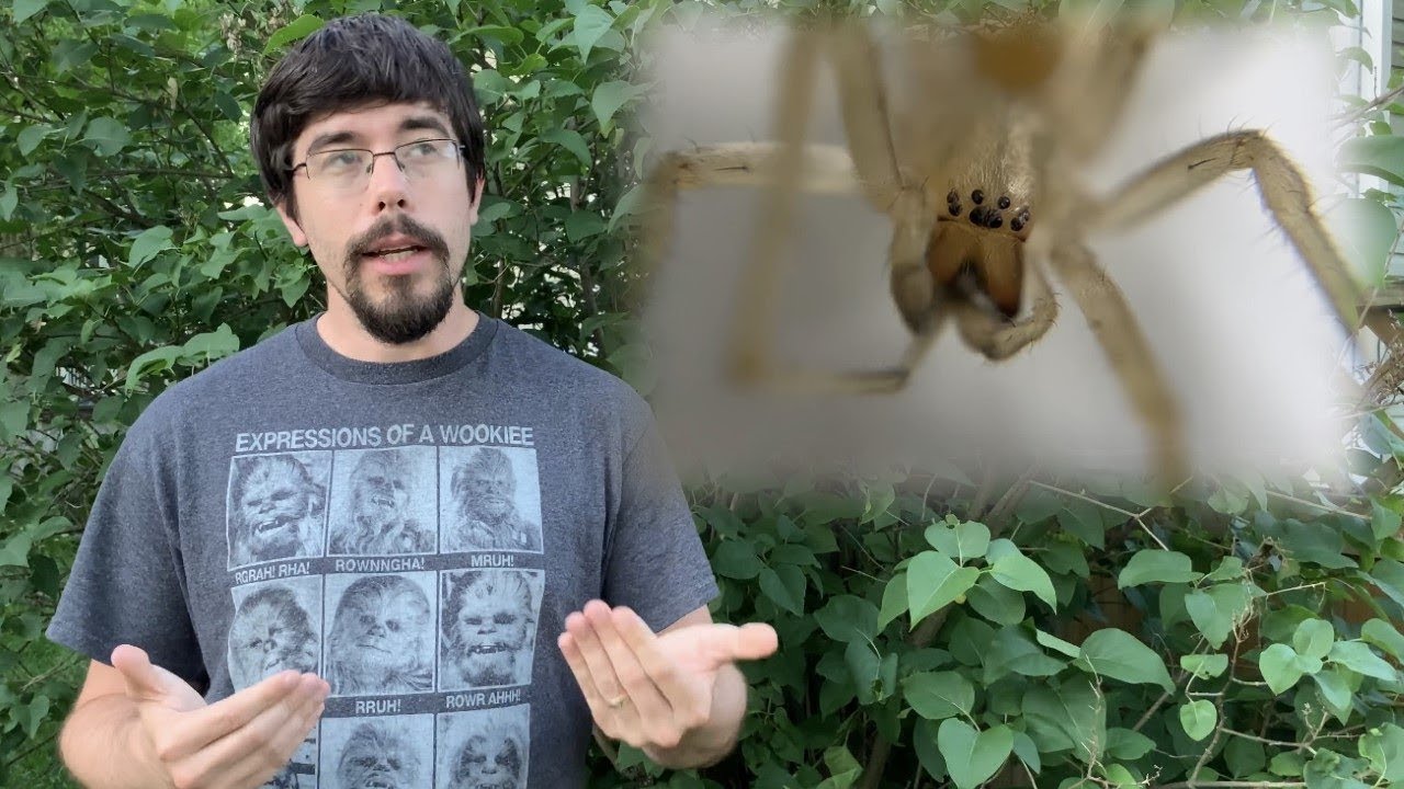 How Dangerous is the Yellow Sac Spider?