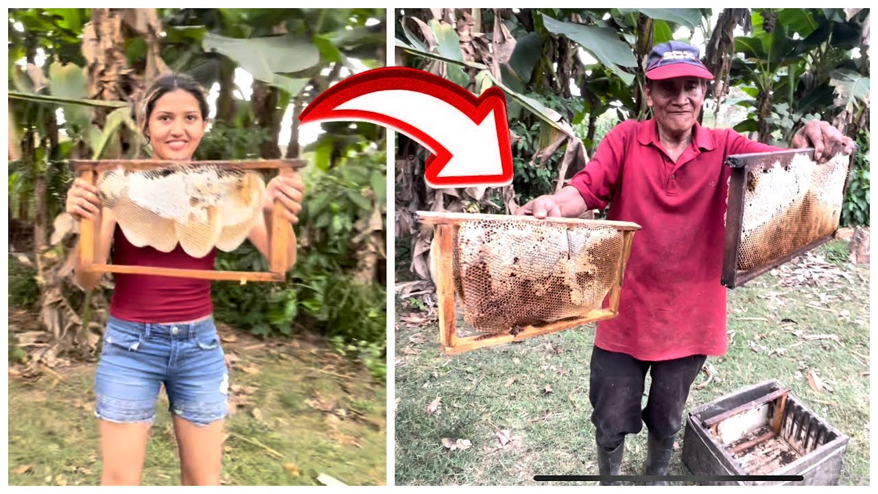 MIRA cómo se COSECHA la MIEL en GUATEMALA | 100% PURA