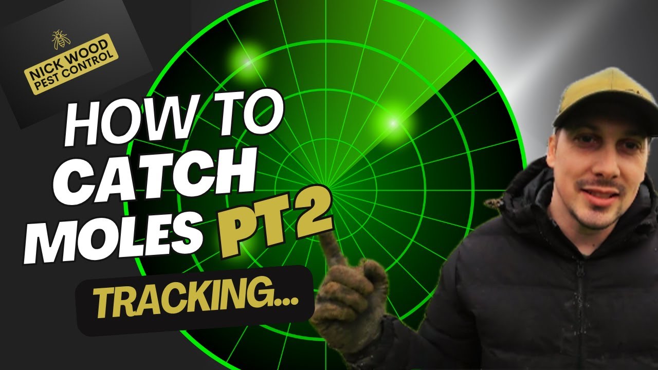 Mole Tracking - What’s Hiding Under These Mysterious Mounds?