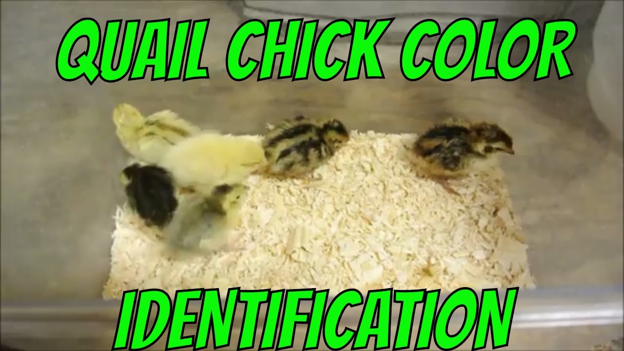 Quail Chick Color Identification