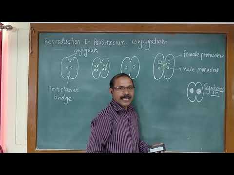 Conjugation In Paramecium