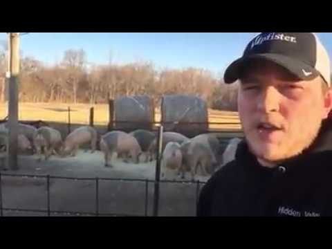 Best Tasting Pig Breeds and Genetics