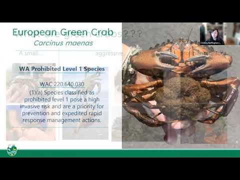 Getting crabby: exploring careers working with European green crabs