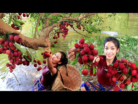 How to Pick Lychees: English ESL video lessons