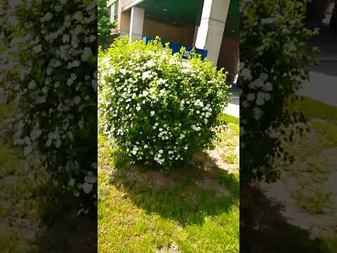 AnyOne Know tha Name of these Beautiful Flowers/Plants