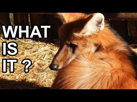 Understanding The Maned Wolf - Is not a Wolf ?