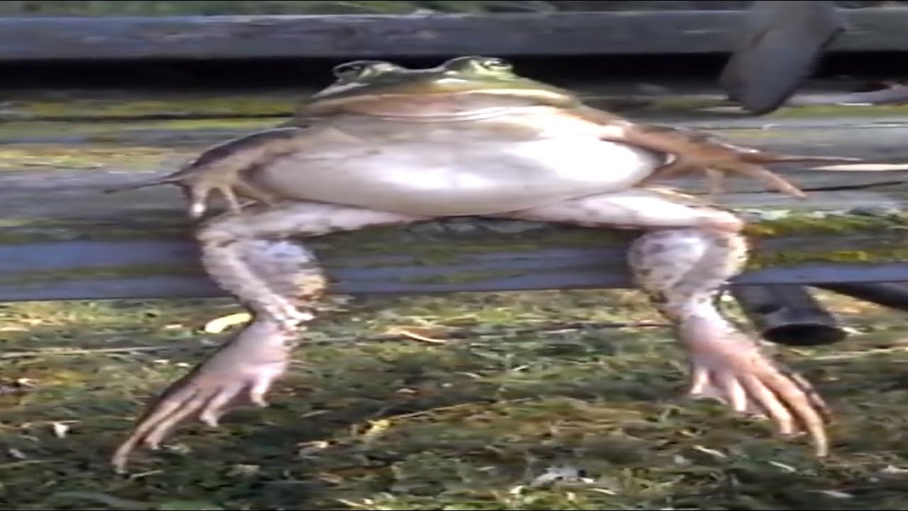 WIDE PHROG COMPILATION - Full Version