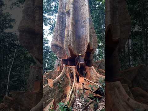Ternyata seperti ini penampakan kayu Ulin