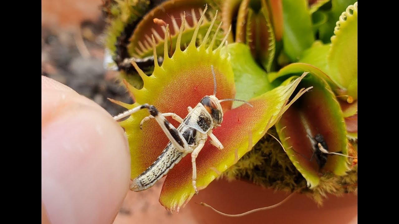 Deadly Venus Flytrap Plant Eats 10 bugs