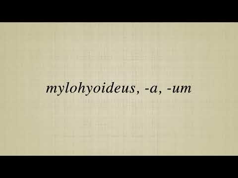 mylohyoideus, a, um