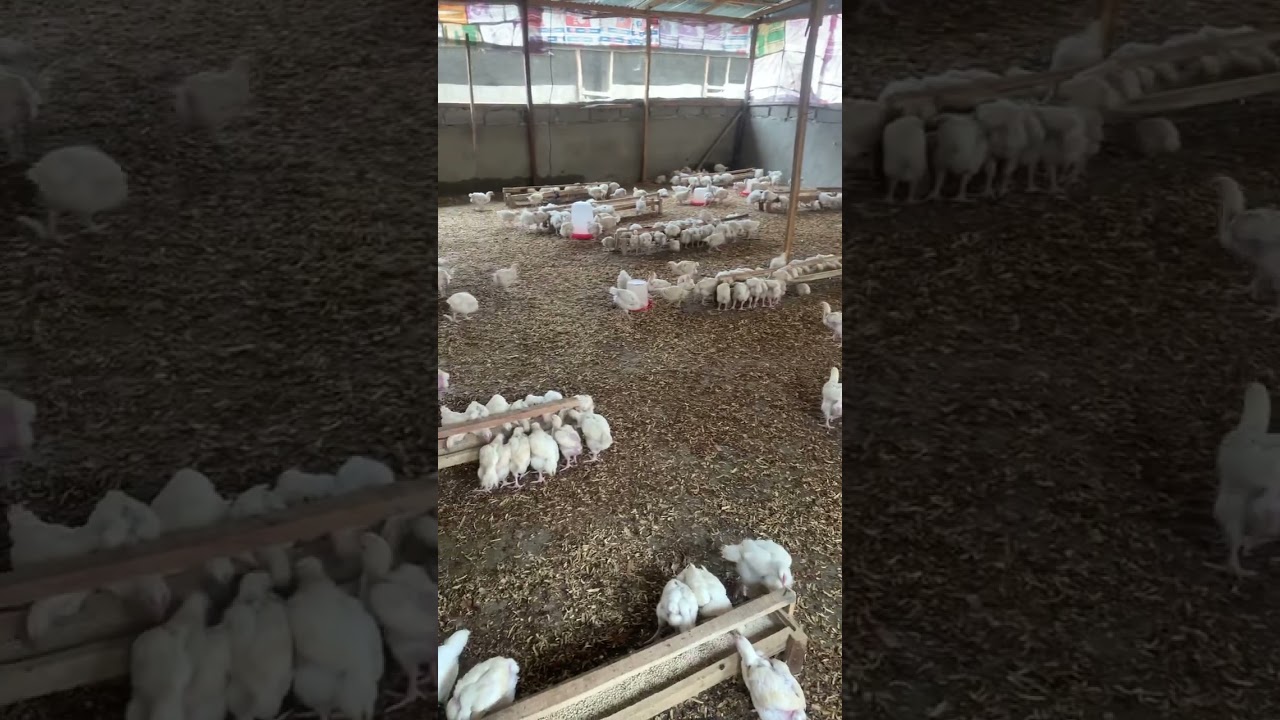 1000 broiler birds of 4 weeks. #broiler #farming
