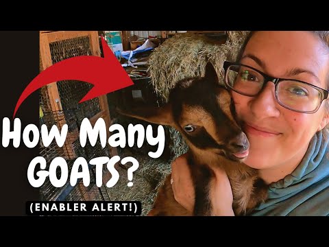 How Many Goats are Needed for Dairy Independence? Beginner Goat-Keeper Considerations