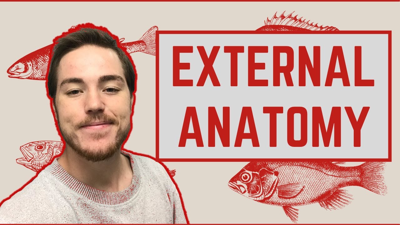 Ichthyology Lesson 3 - External Anatomy