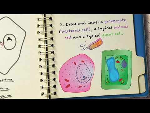 GCSE Biology Drawing and Labelling Cells | GCSE Biology Lesson 06