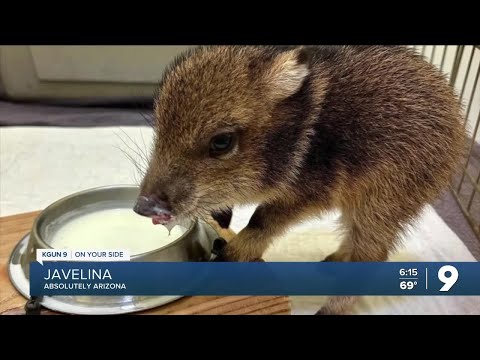 They are not pigs - the Absolutely Arizona story behind javelina