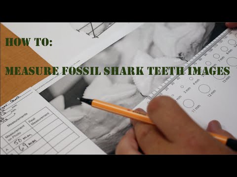 How To Measure Shark Teeth Images