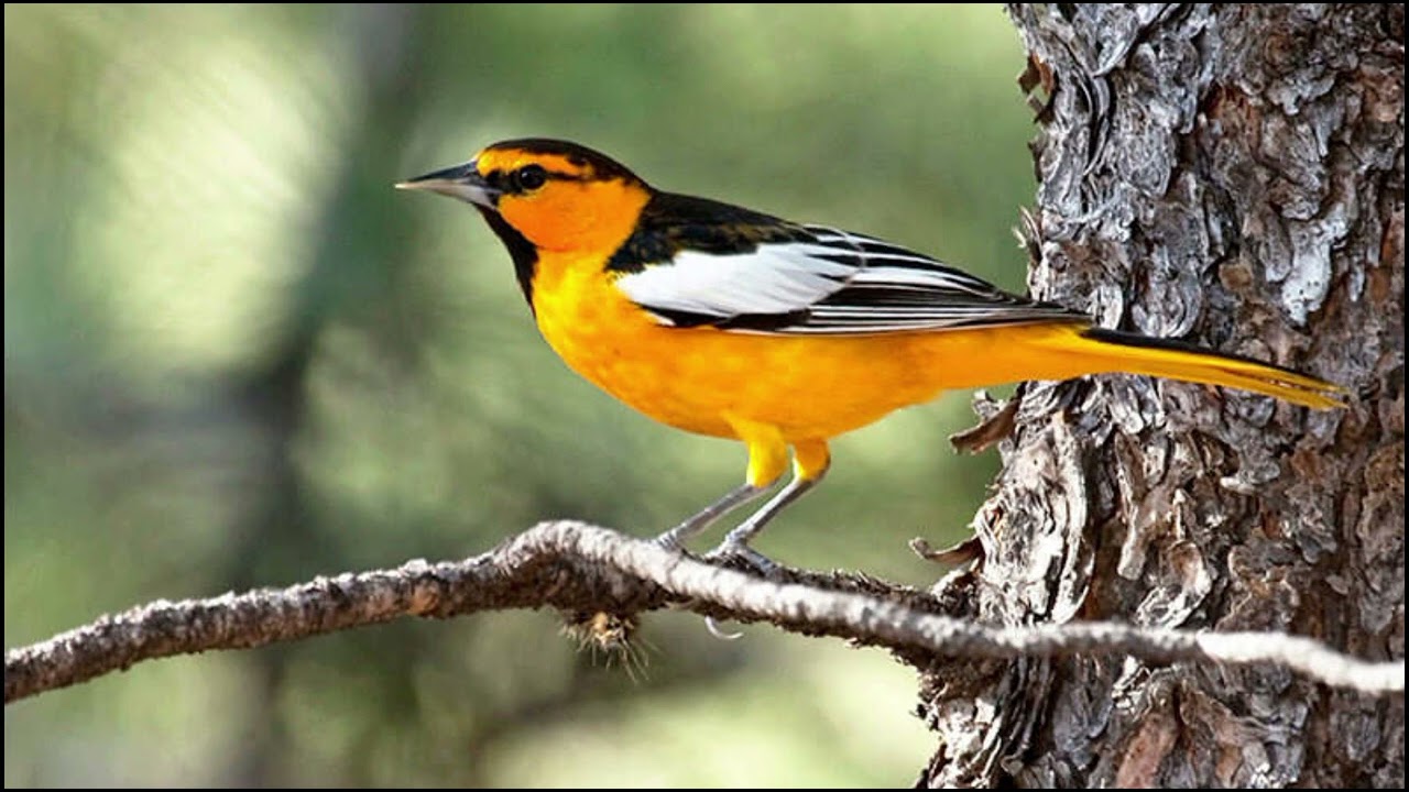 Bullock's oriole Sounds