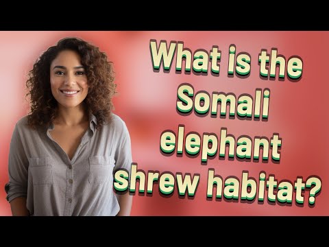 What is the Somali elephant shrew habitat?