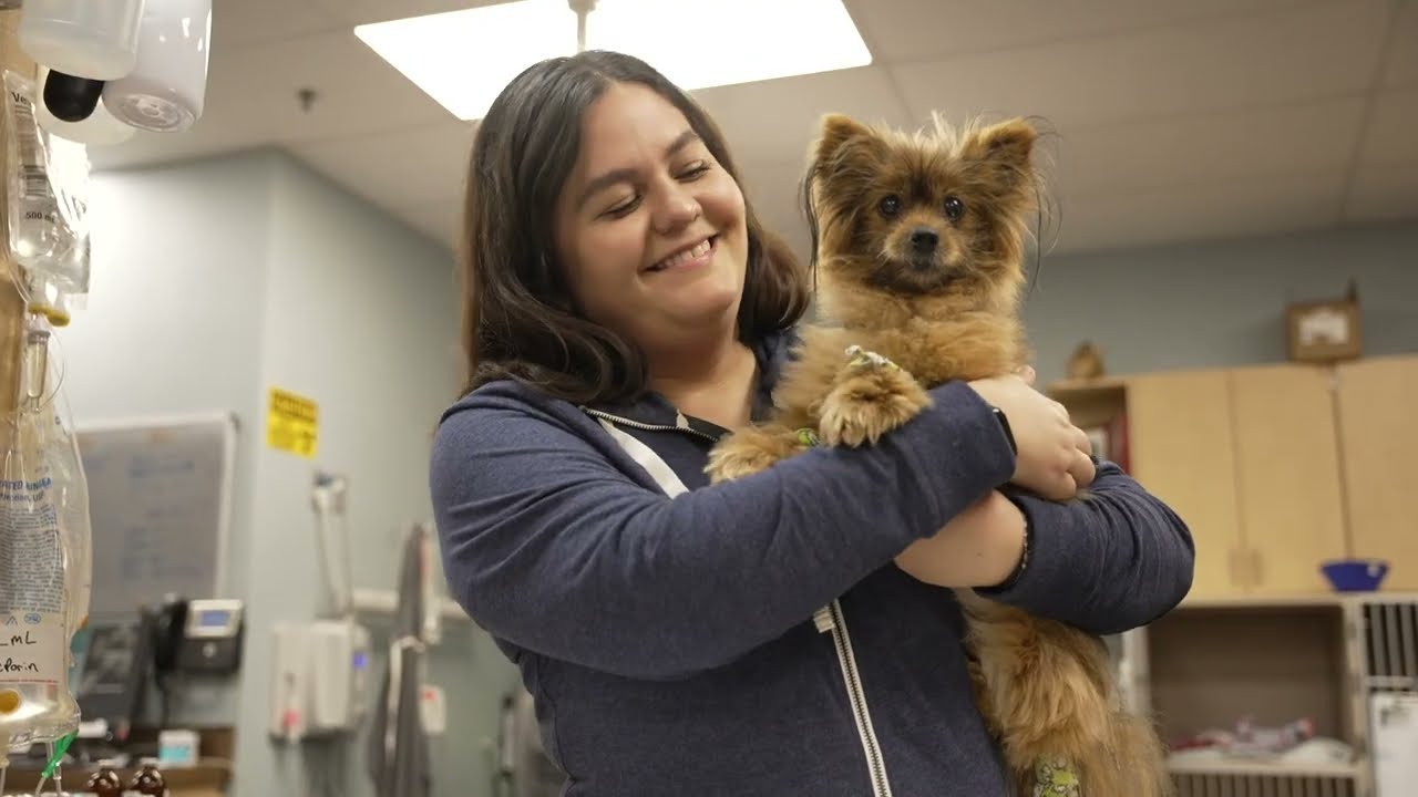 CityVet: Providing The Best Care
