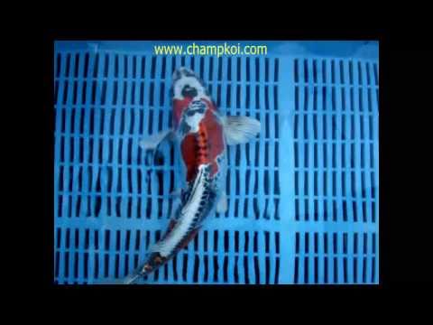 Beni Kikokuryu (10-J-433) - Koda HD