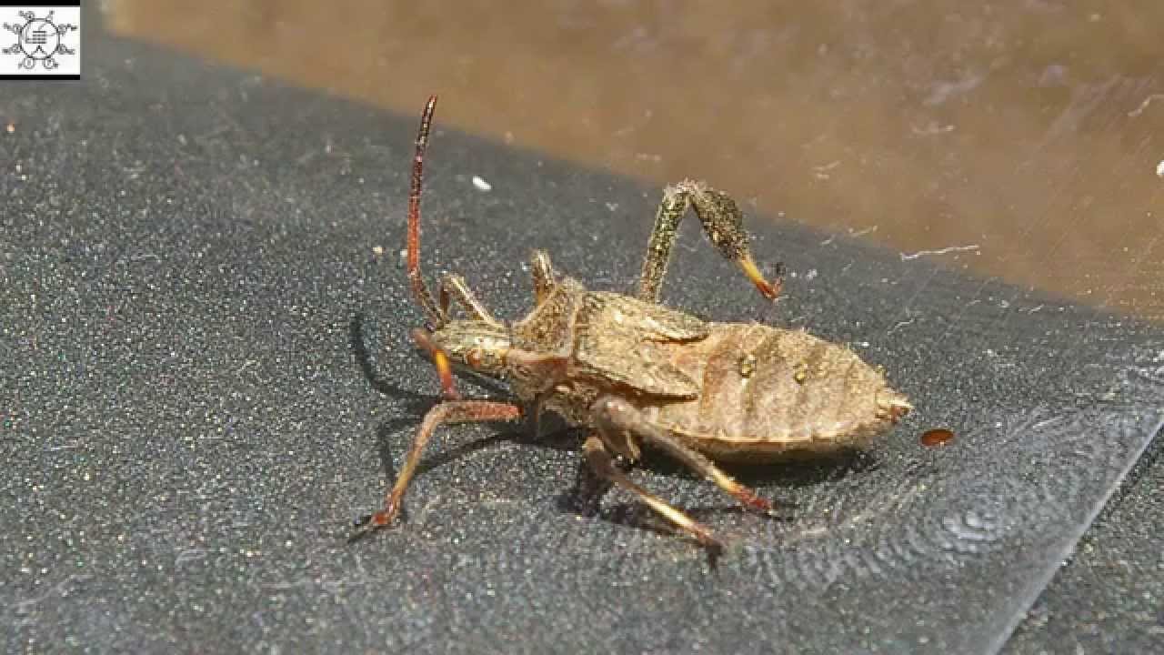 Leaf-footed Bug - Acanthocephala sp.
