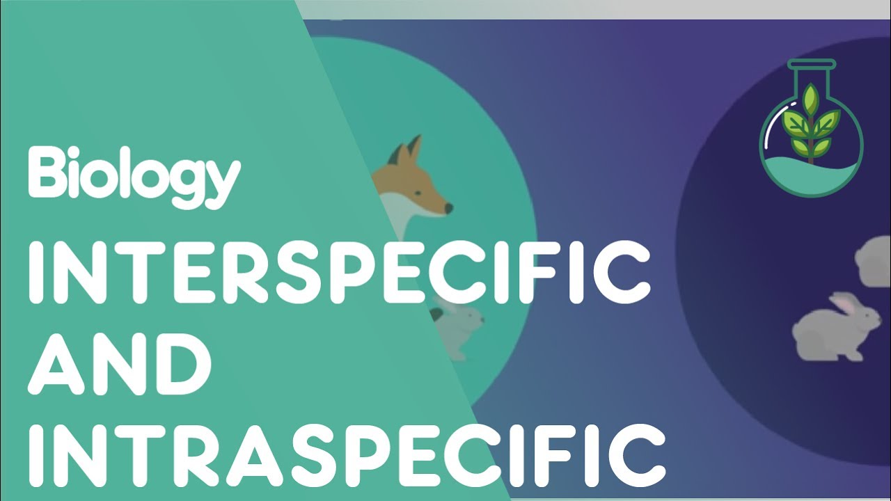 Interactions Within An Ecosystem | Ecology and Environment | Biology | FuseSchool