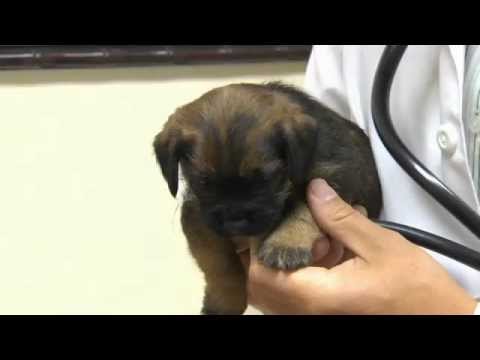 MPL in Dogs (Medial Patellar Luxation)