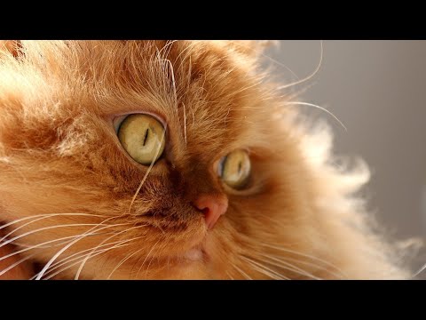 Amazing Facts on Persian Cat | In Hindi | Cat Facts | Animal Channel Hindi