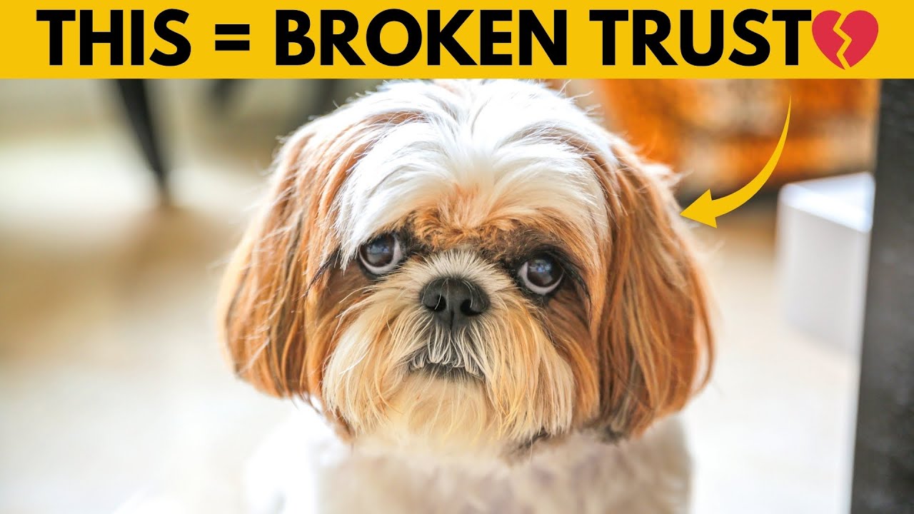 14 Things Shih Tzus HATE (#1 Might Surprise You)