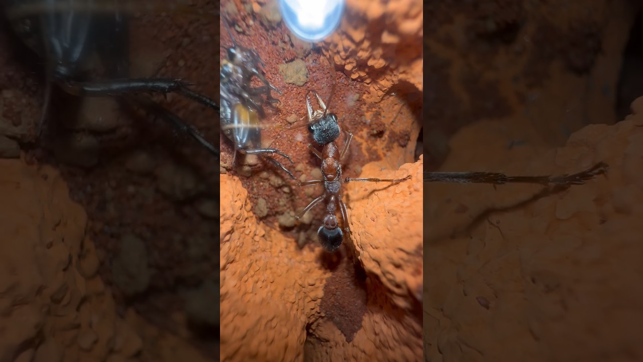 Bull Ants Vs Cricket!