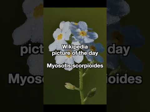 Picture of the day: Myosotis scorpioides (forget-me-not)