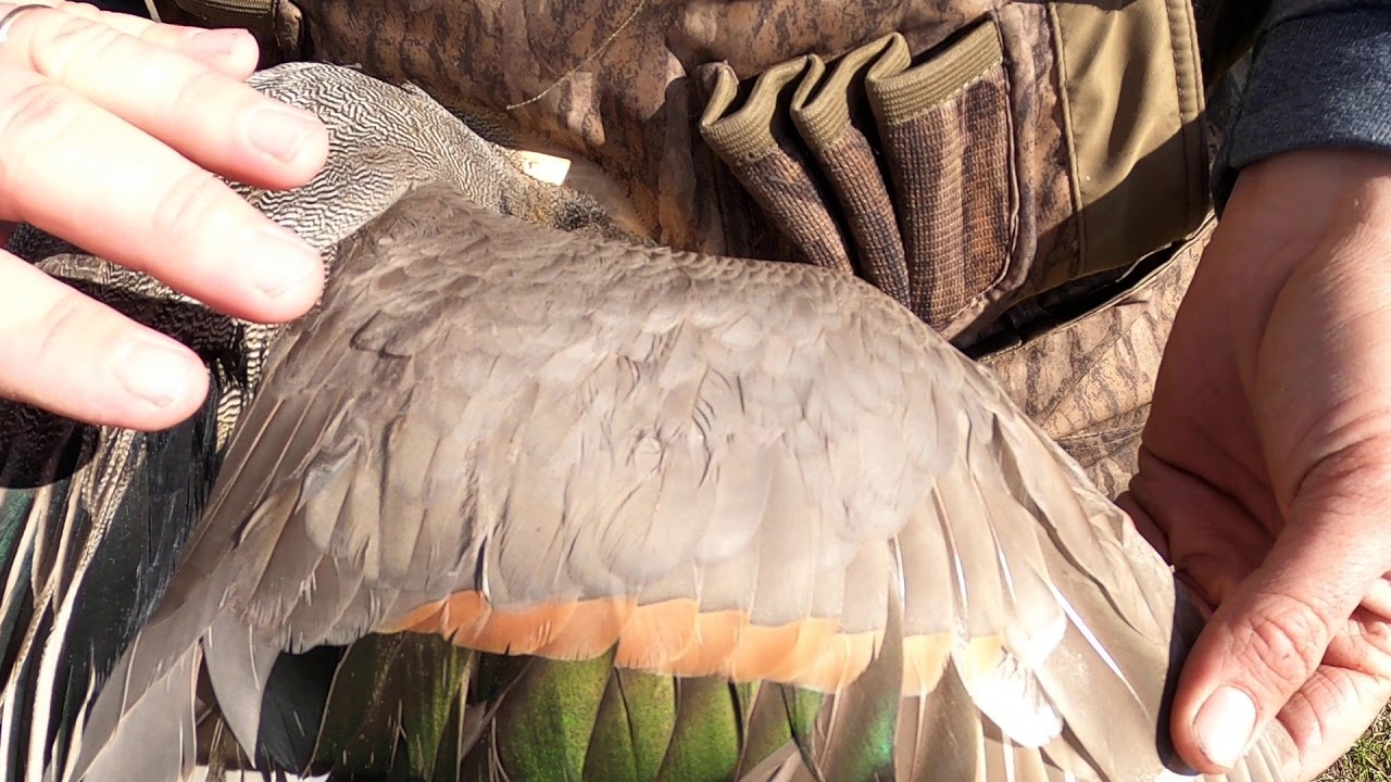 Ageing ducks: Male Pintail