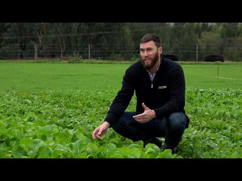 Singleton Pasture Demonstration Site Winter Walk Through - Adam Meusburger, Barenbrug on brassicas