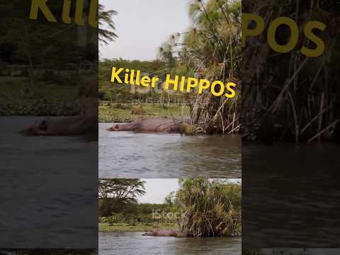 MASSIVE River Giants Dominate African Waters!