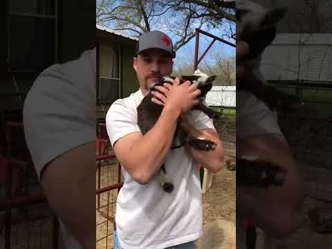Adorable Baby Goats DEMAND Cuddles! #Shorts