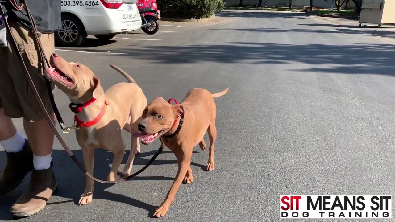 Sit Means Sit Portland - Highlights