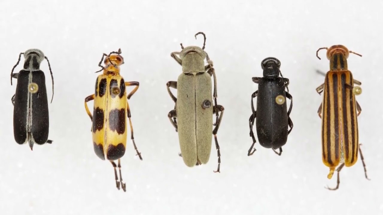 [Blister Beetle] Incredible Blister Beetle Facts || Appearance: How to Identify Blister Beetles