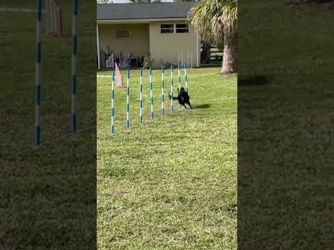Pride® Mobility | Revo® 2.0 4-Wheel | Dog Training Life