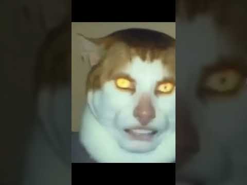 Avicii - Waiting For Love (Cat Meme) | Vídeo Musical, Letra de la ...