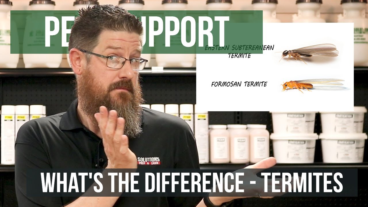 Eastern Subterranean Termite VS Formosan Termites | Pest Support