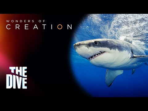 What are the Importance of Sharks in the ecosystem? #TheDiveph