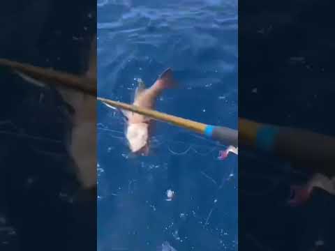 Giant scamp grouper caught