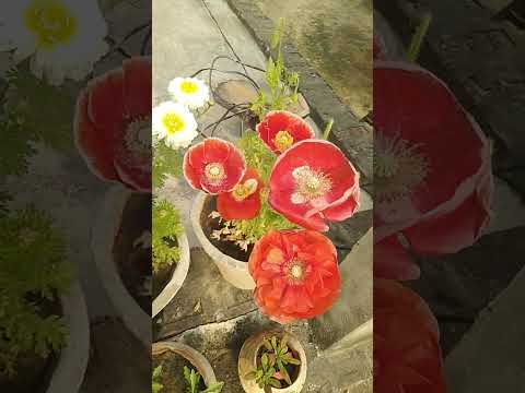 red poppy