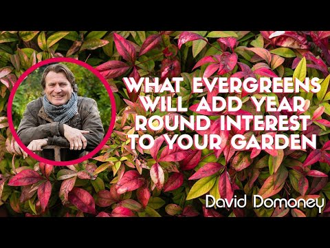 Which evergreen plants look great all year round in the garden?