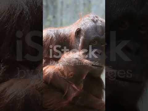 The wise orangutan_ Guardians of the rai