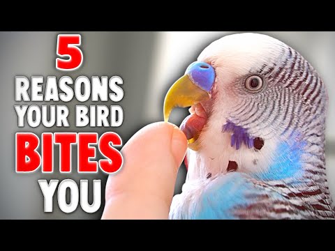 5 Reasons Your Bird Bites You